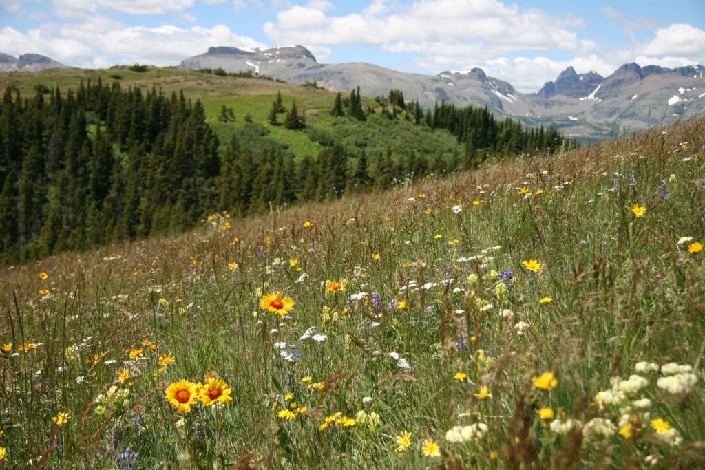 Oil And Gas Leases Reinstated On The Badger Two Medicine - Montana ...