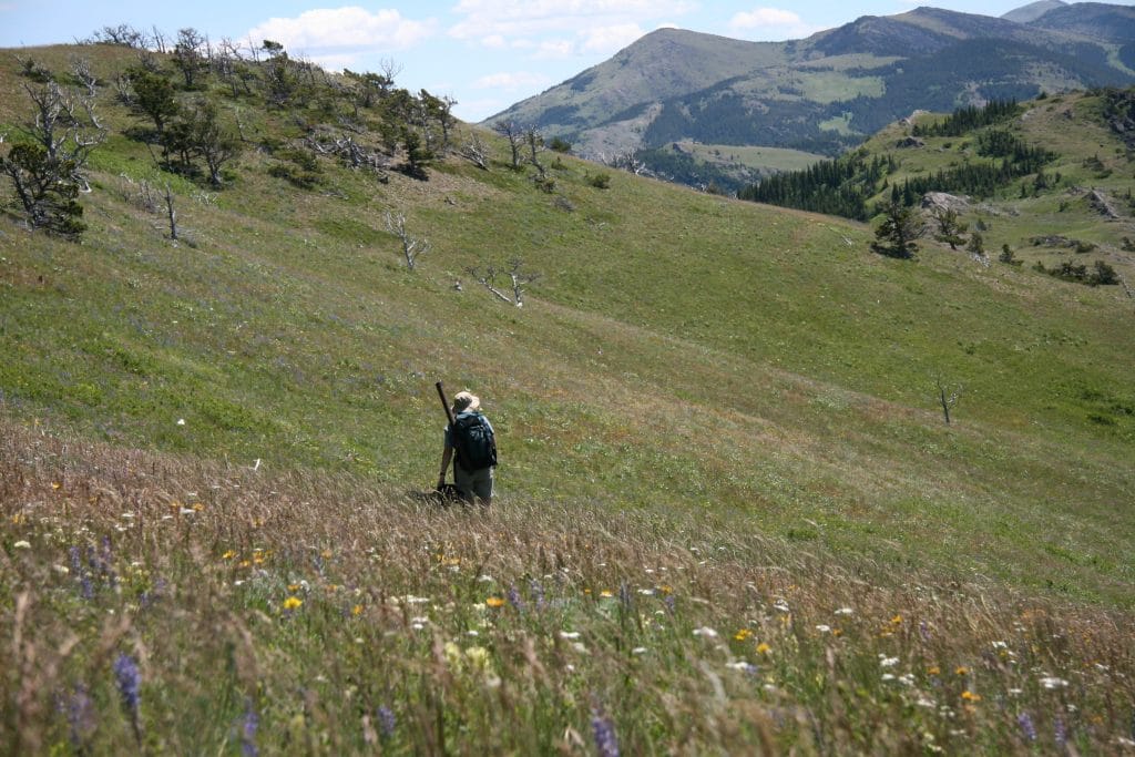 DOI Drops Badger Appeal - Montana Wildlife Federation