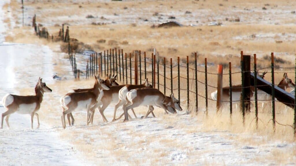 New Guidance From Bureau Of Land Management Will Conserve Wildlife ...