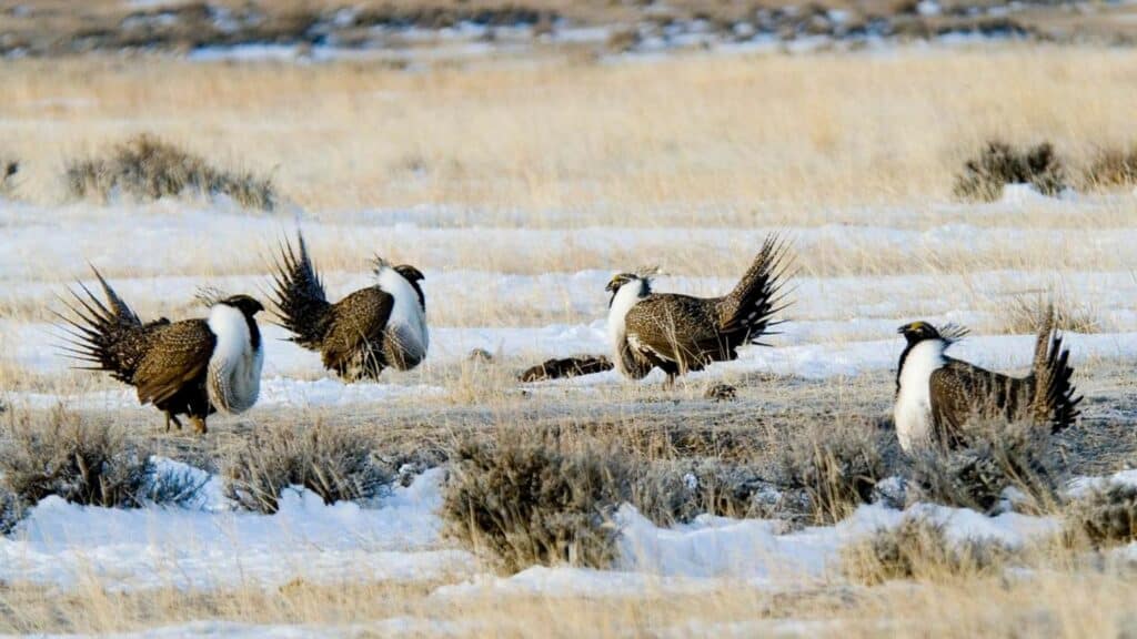 A Once-in-a-generation Opportunity To Help Wildlife - Montana Wildlife ...